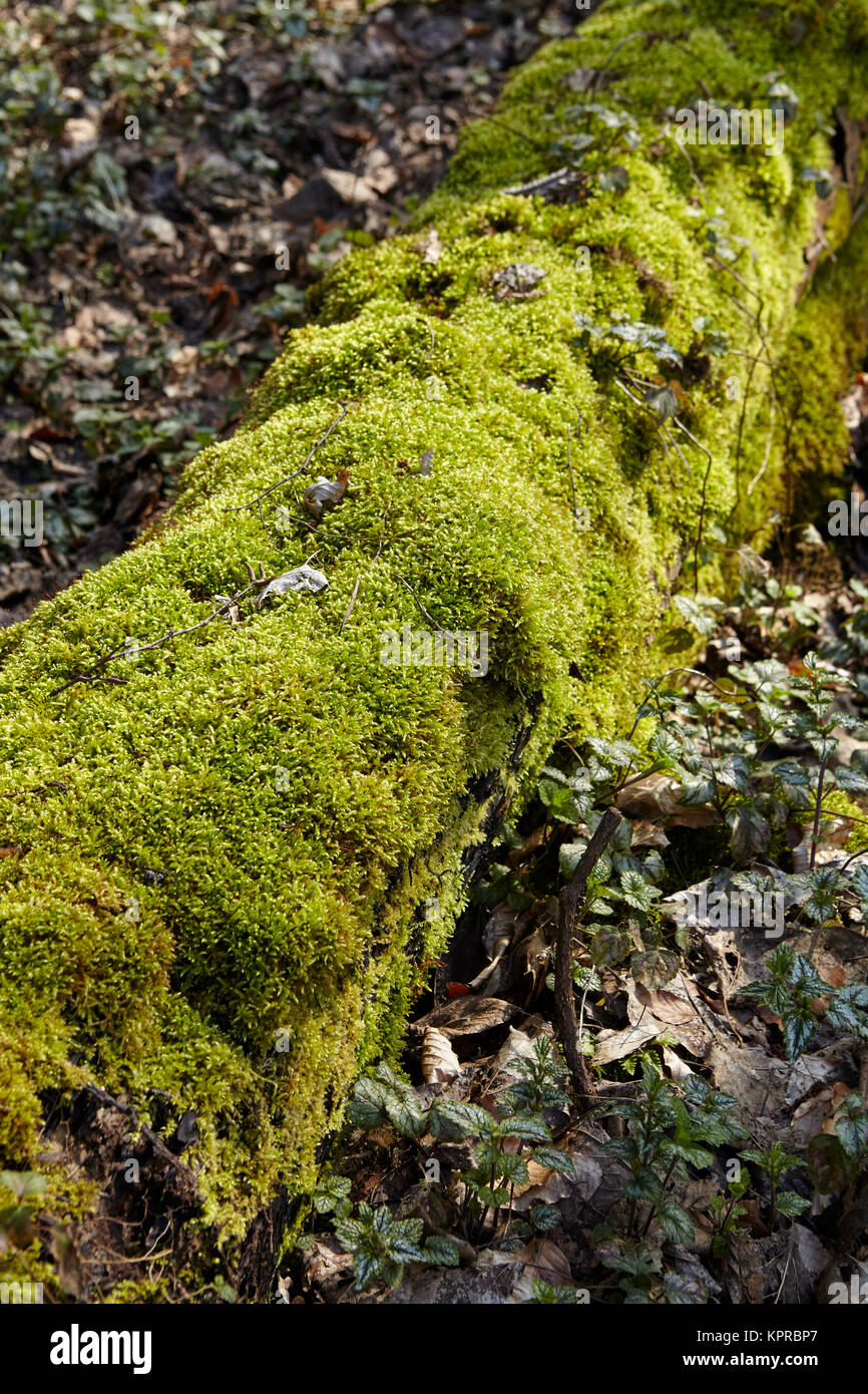 Forest - Moss covered tree bole Stock Photo - Alamy