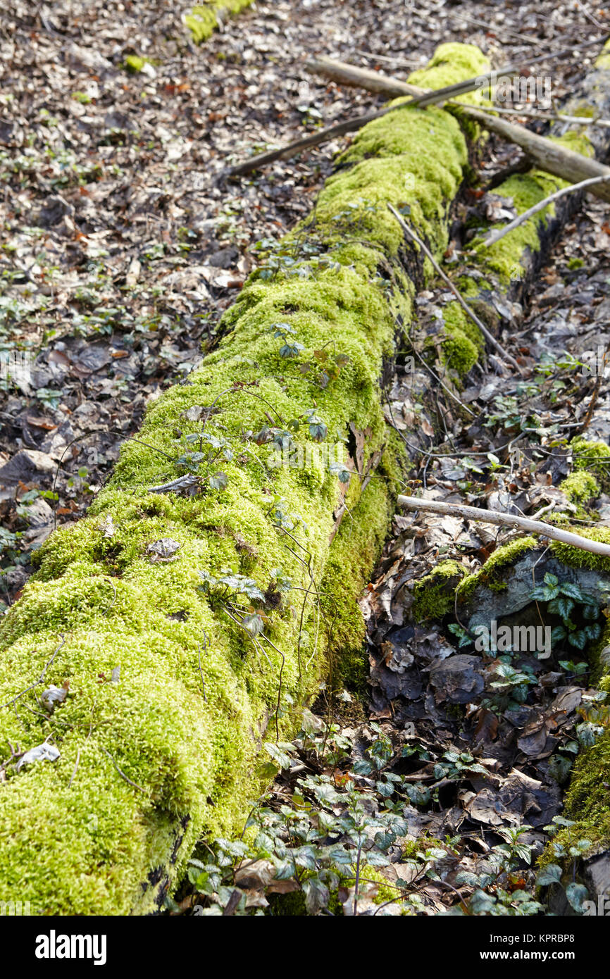 Tree bole hi-res stock photography and images - Alamy