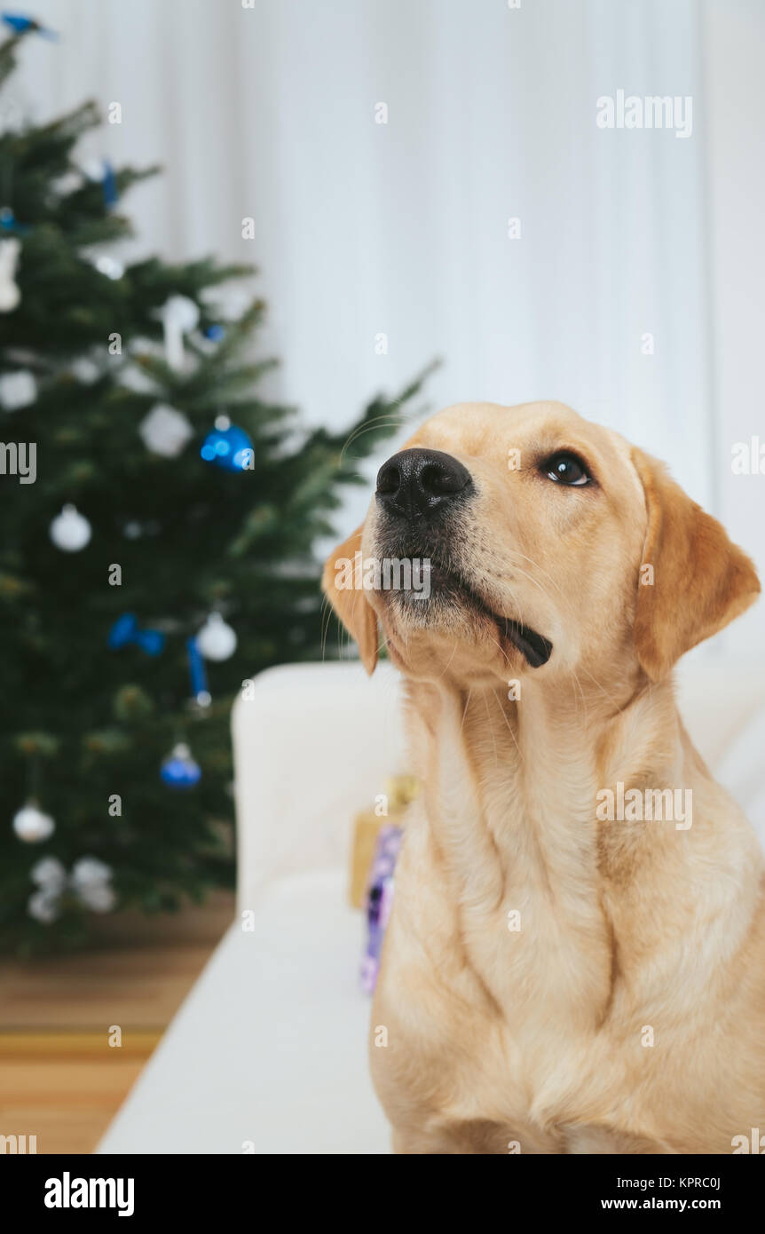 Labrador with Christmas tree Stock Photo - Alamy