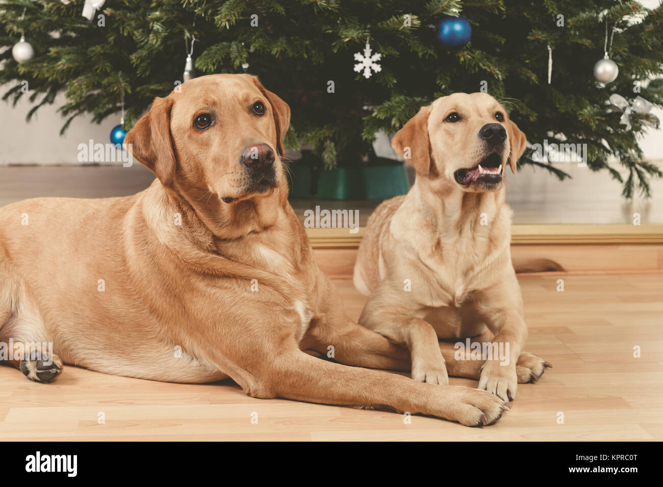 Dogs and Christmas tree Stock Photo - Alamy