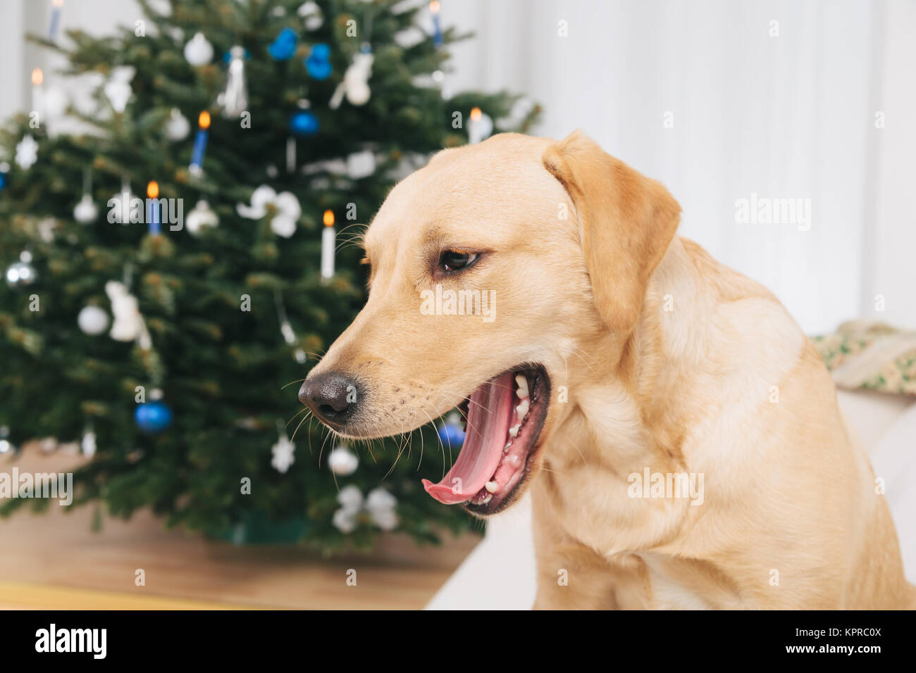 Labrador retriever dog yawning Stock Photo - Alamy