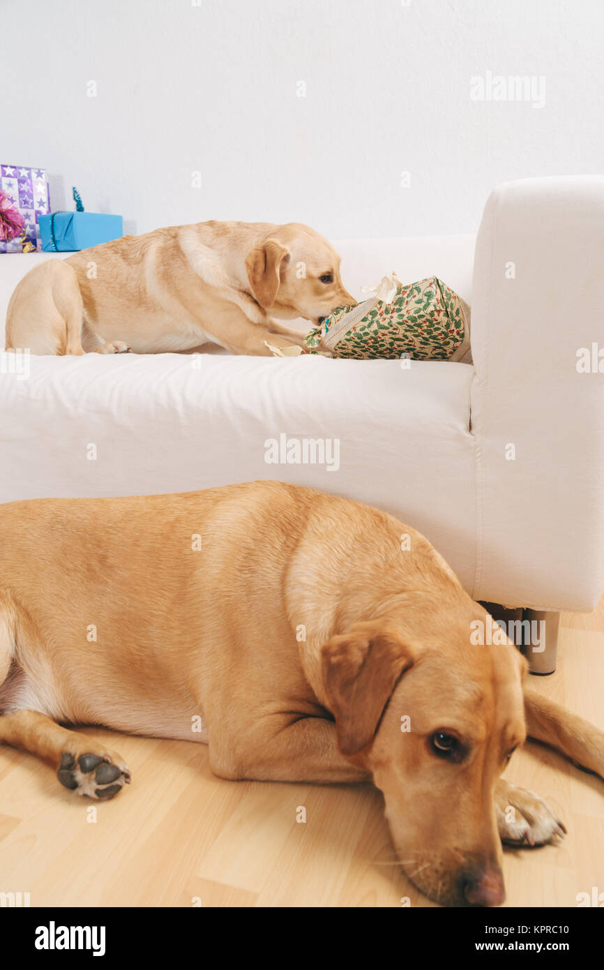 Dog ripping paper hi-res stock photography and images - Alamy