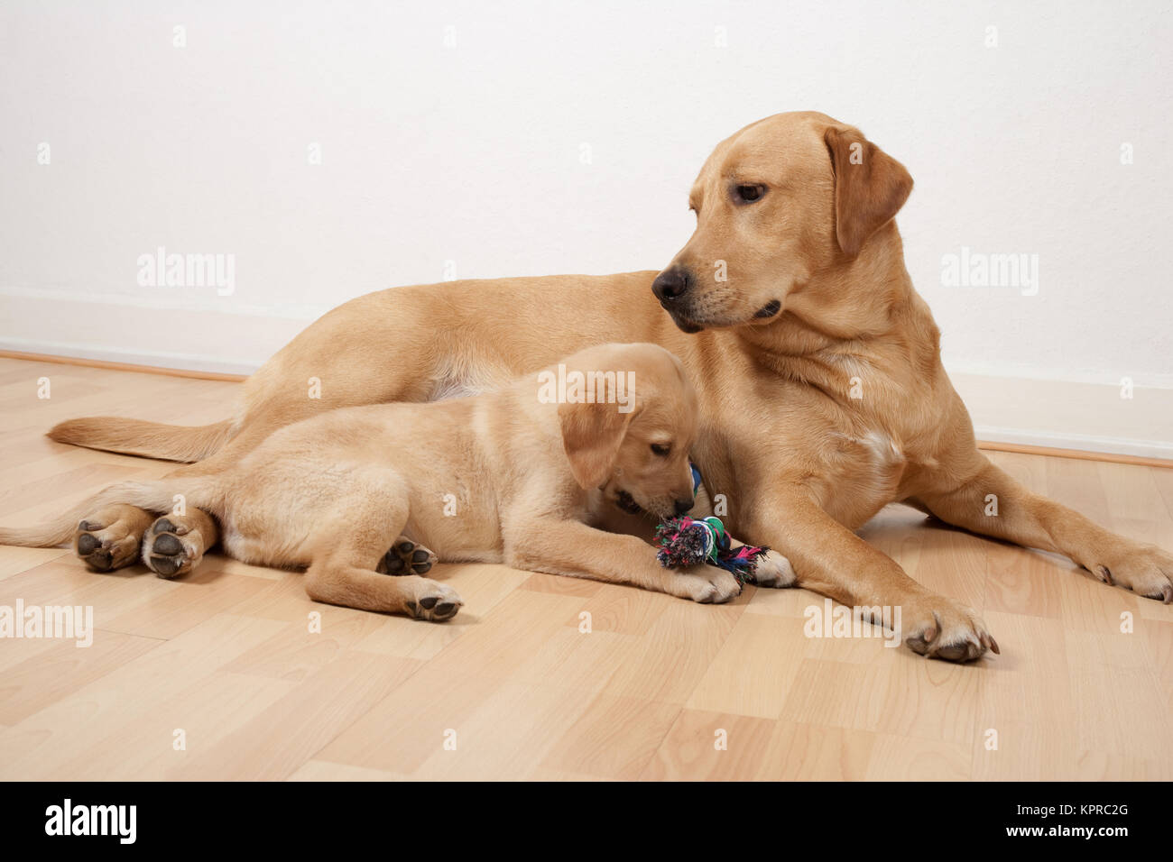 Two labrador retriever dogs Stock Photo - Alamy