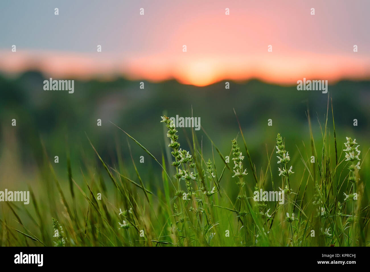 Tulip flowers field sunset hi-res stock photography and images - Alamy