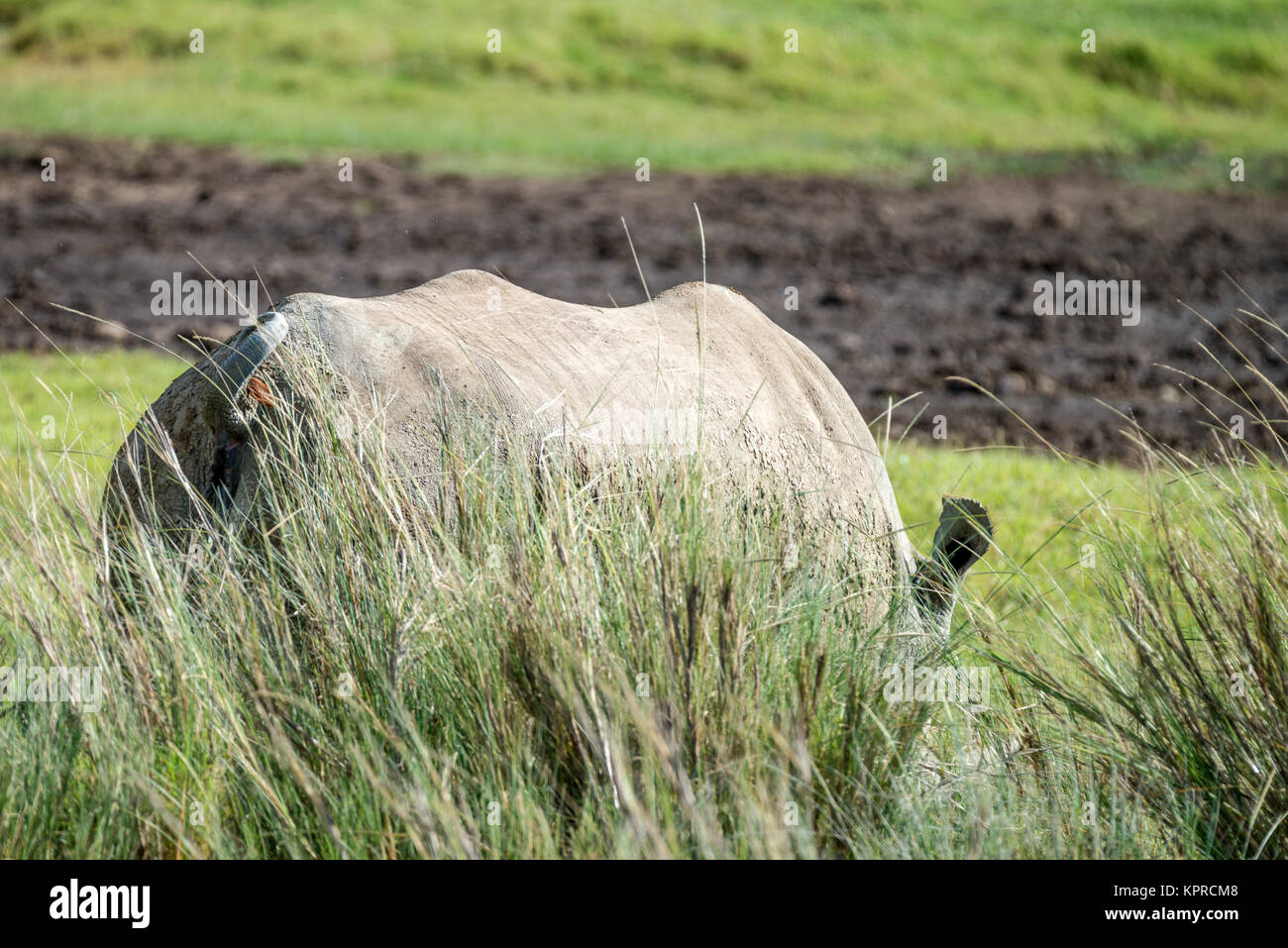 Close up of white rhino back Stock Photo - Alamy