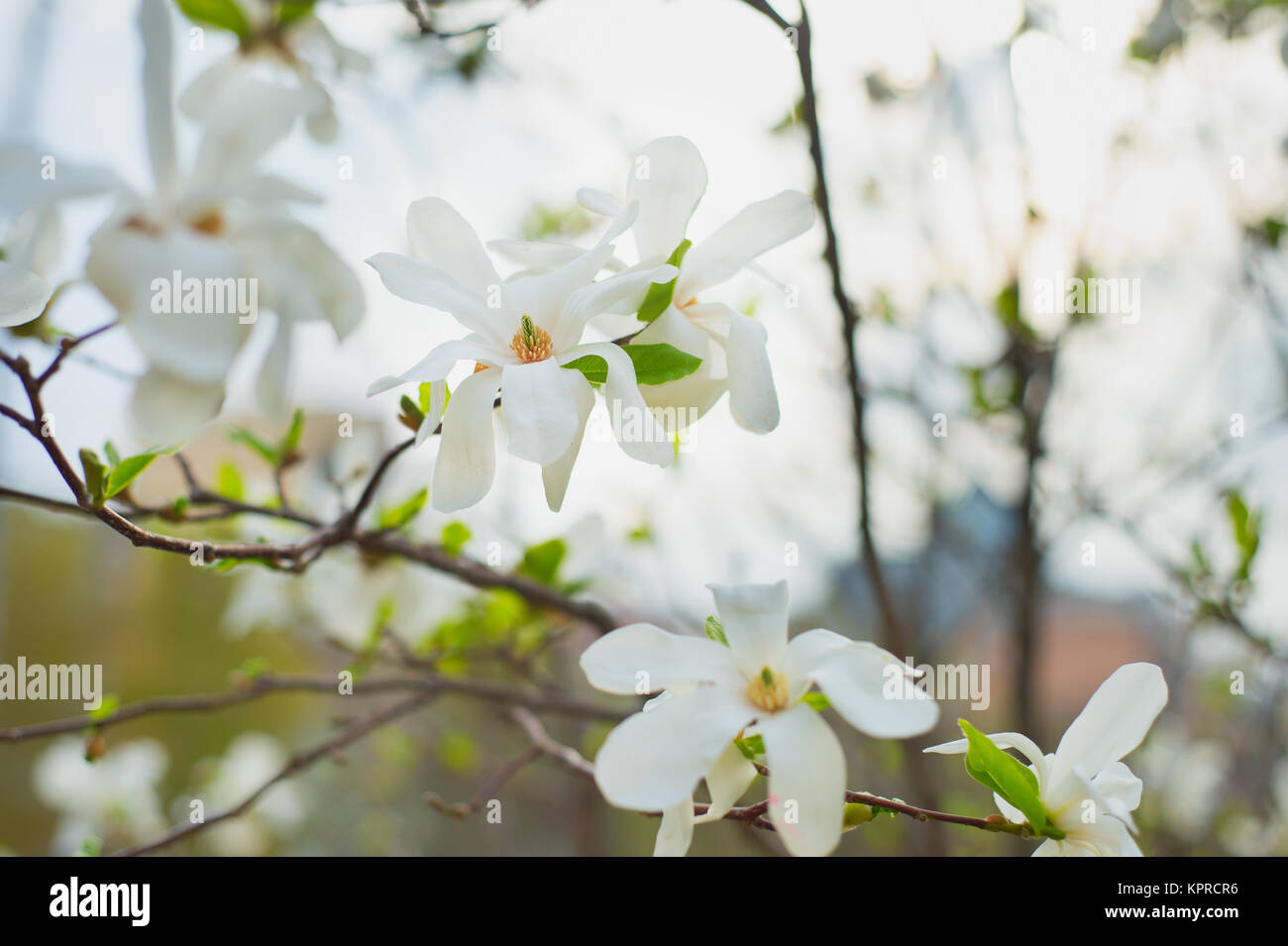 Majestic magnolia tree hi-res stock photography and images - Alamy