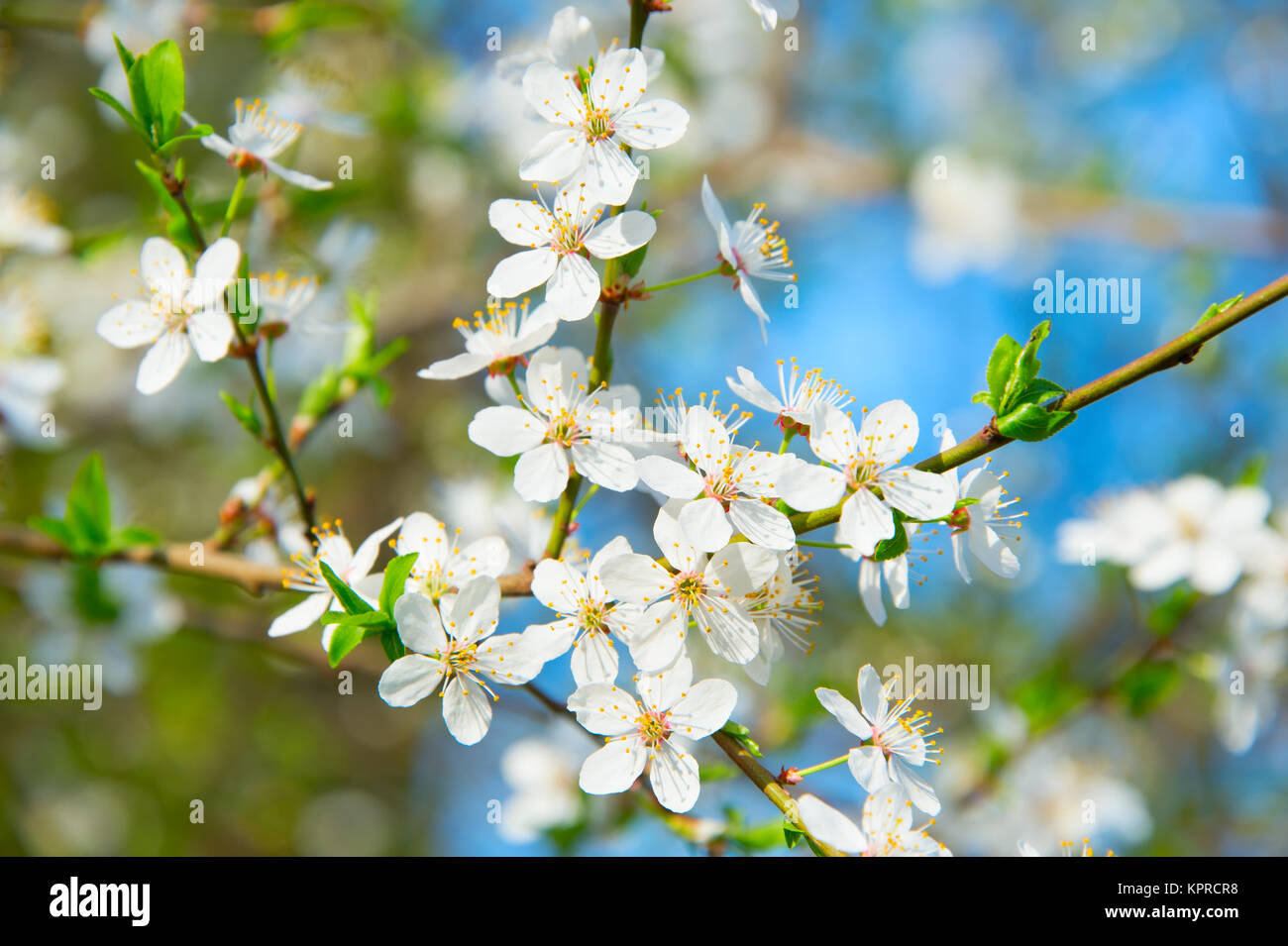 Blooming apricot tree flowers Stock Photo - Alamy