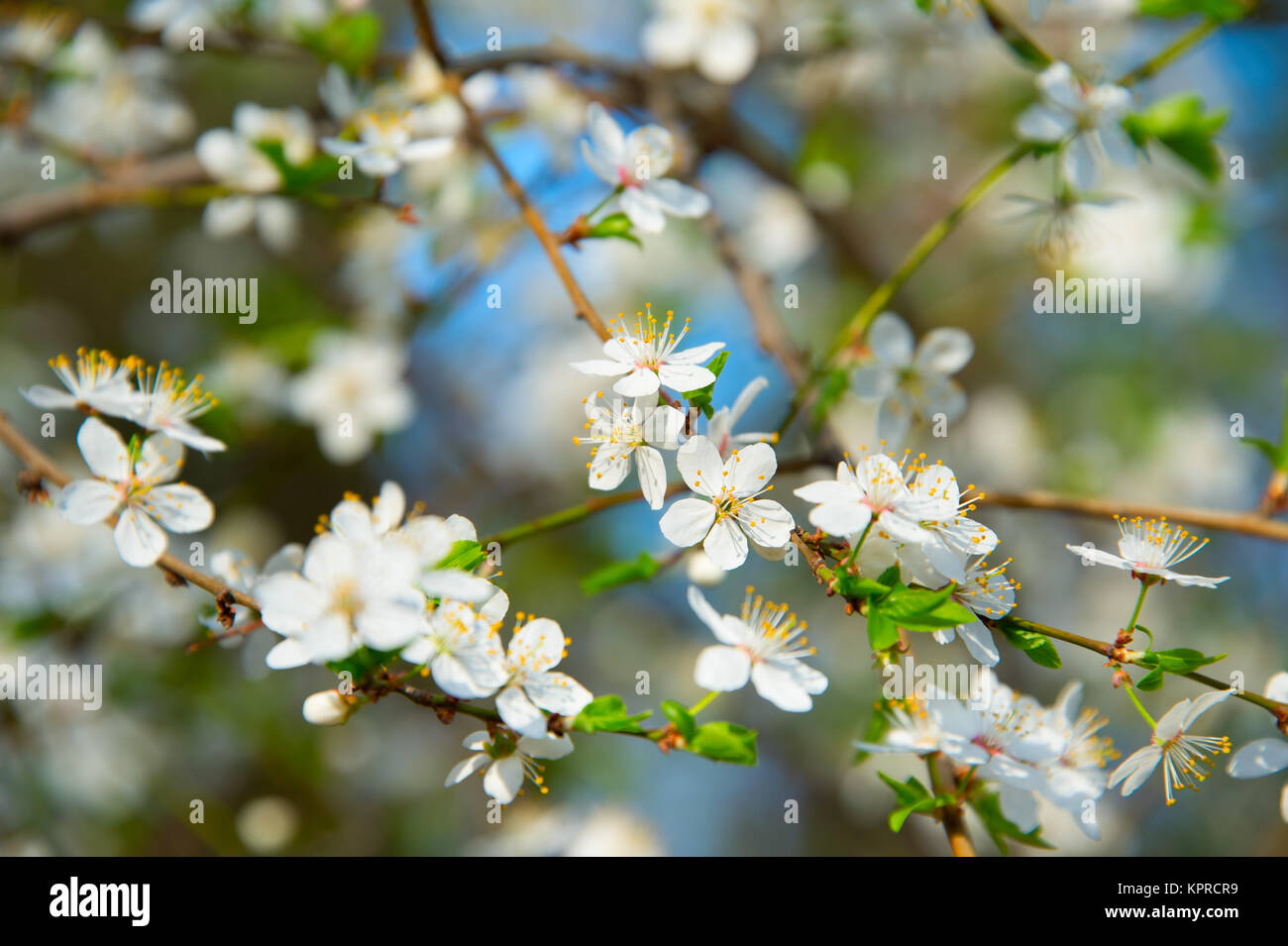Beautiful bloom season Stock Photo - Alamy