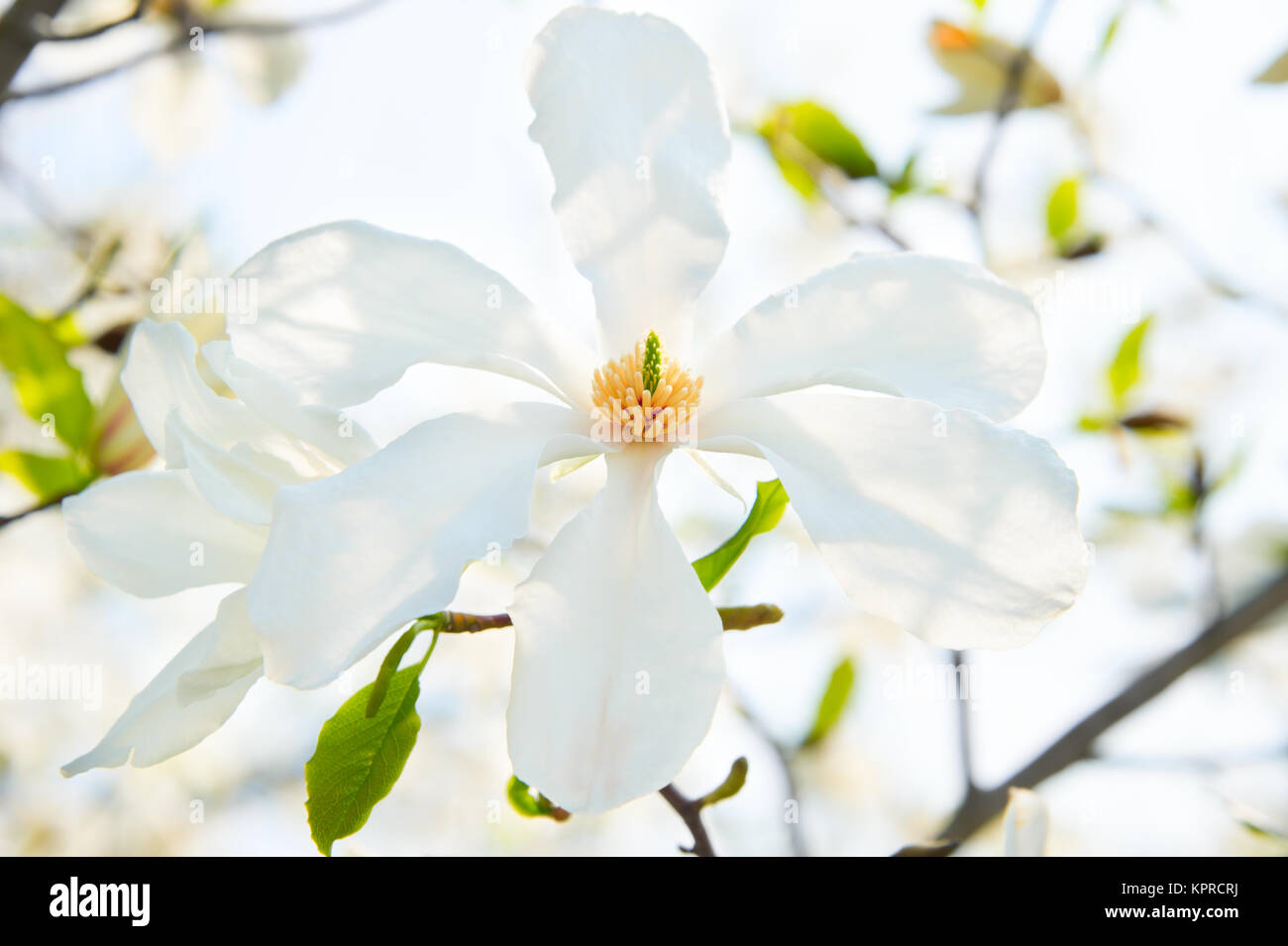Magnolia bloom flower Stock Photo - Alamy