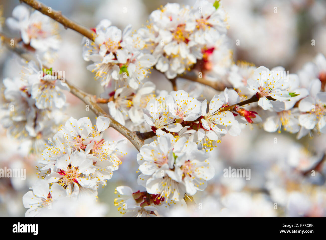 Blooming apricot tree Stock Photo - Alamy