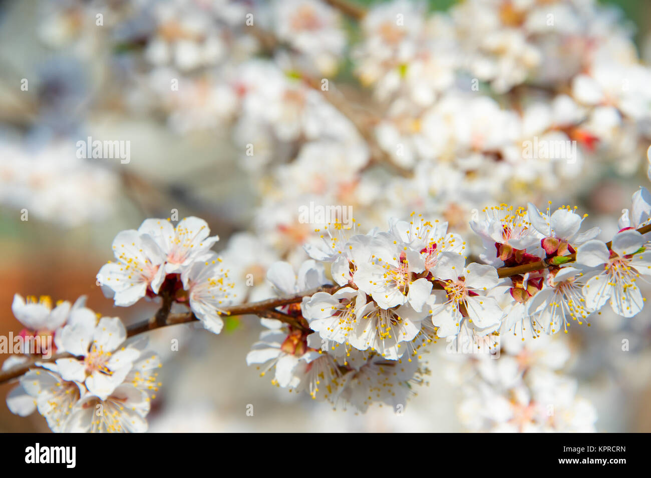 Apricot tree bloom Stock Photo - Alamy