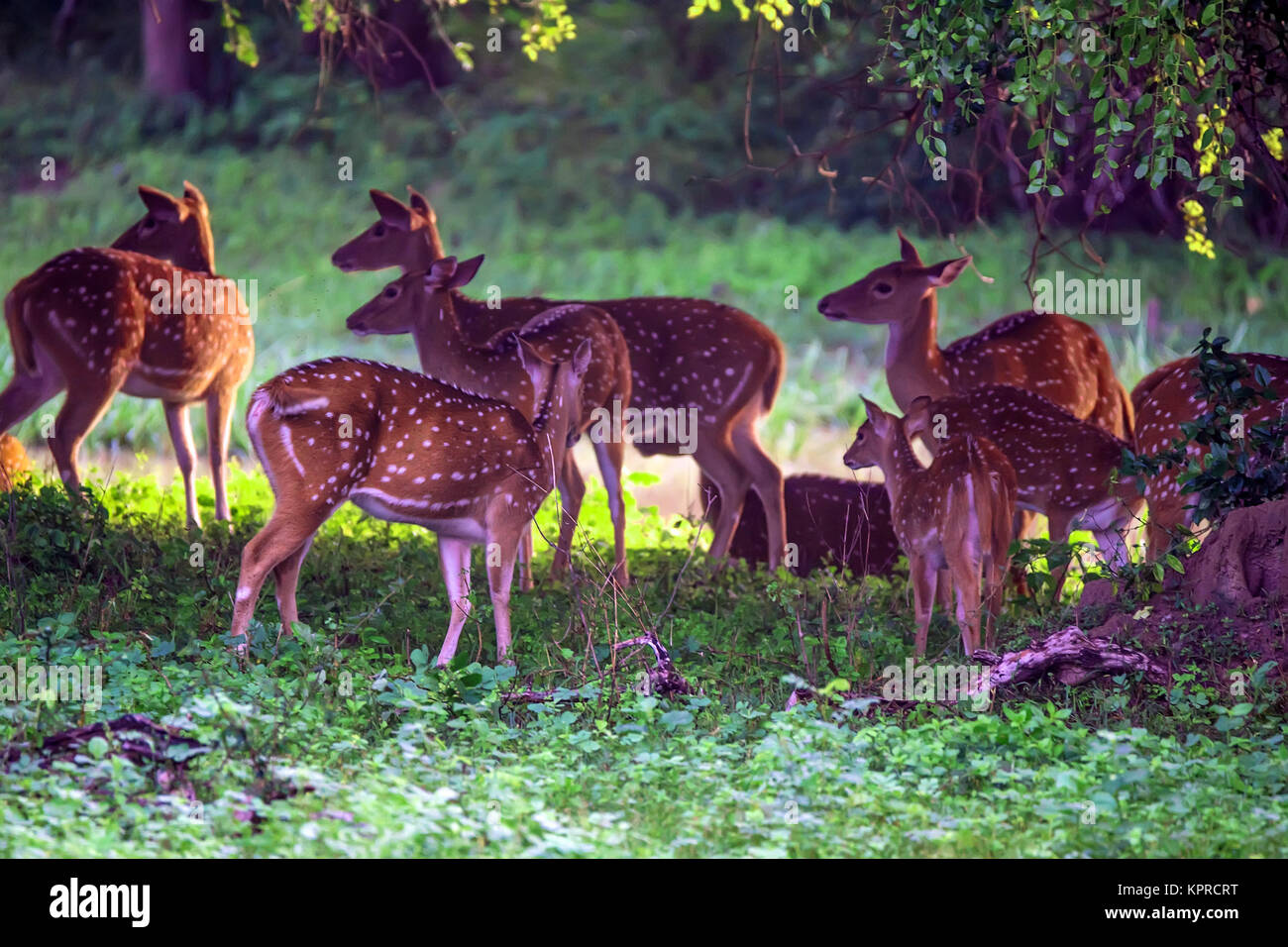 Male spotted deer crossing hi-res stock photography and images - Alamy