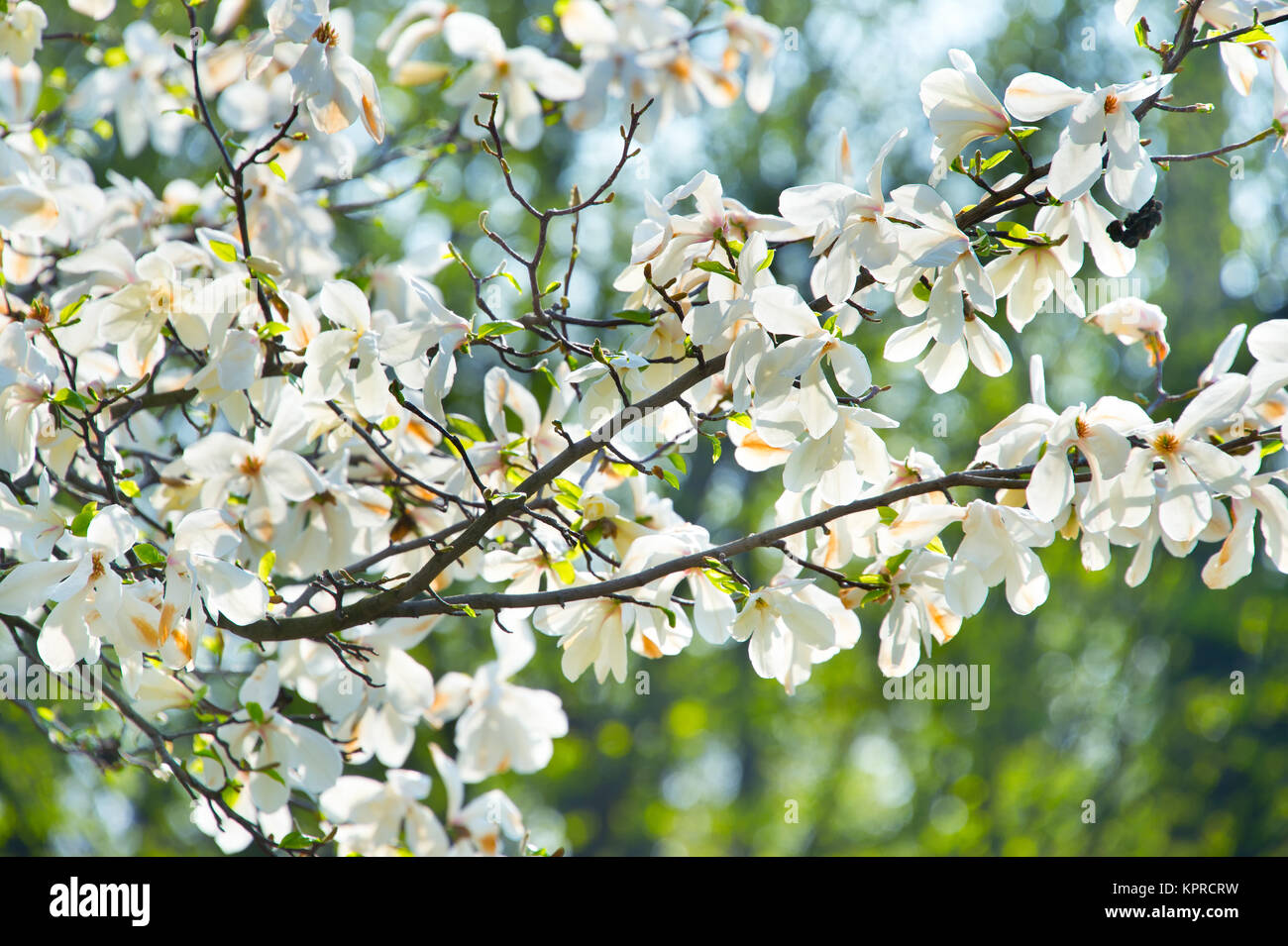 Blooming magnolia branch Stock Photo - Alamy