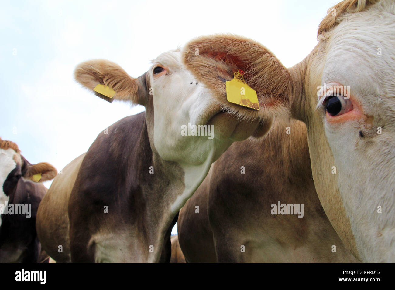 Smells funny hi-res stock photography and images - Alamy