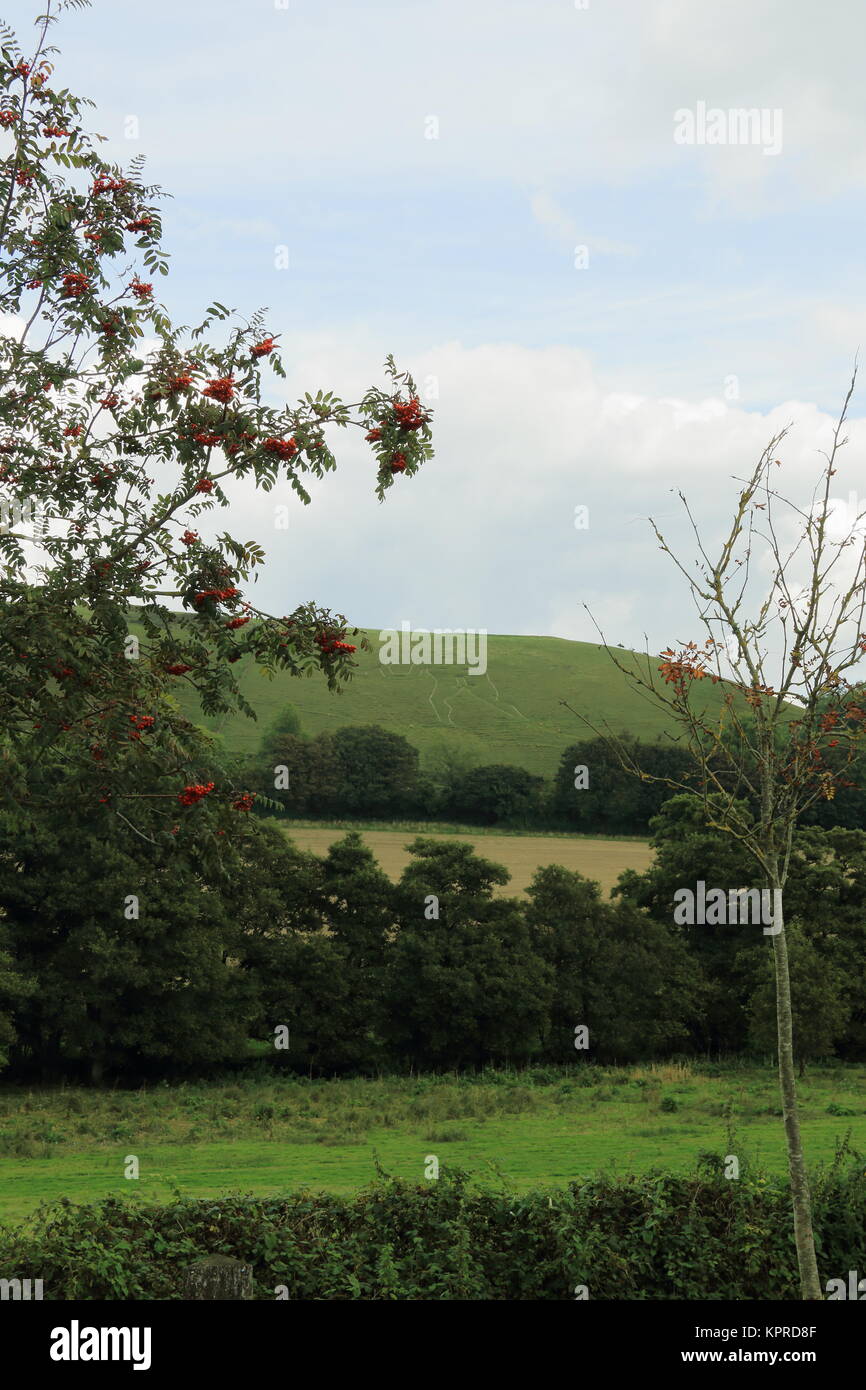 Cerne abbas giant hill figure hi-res stock photography and images - Alamy