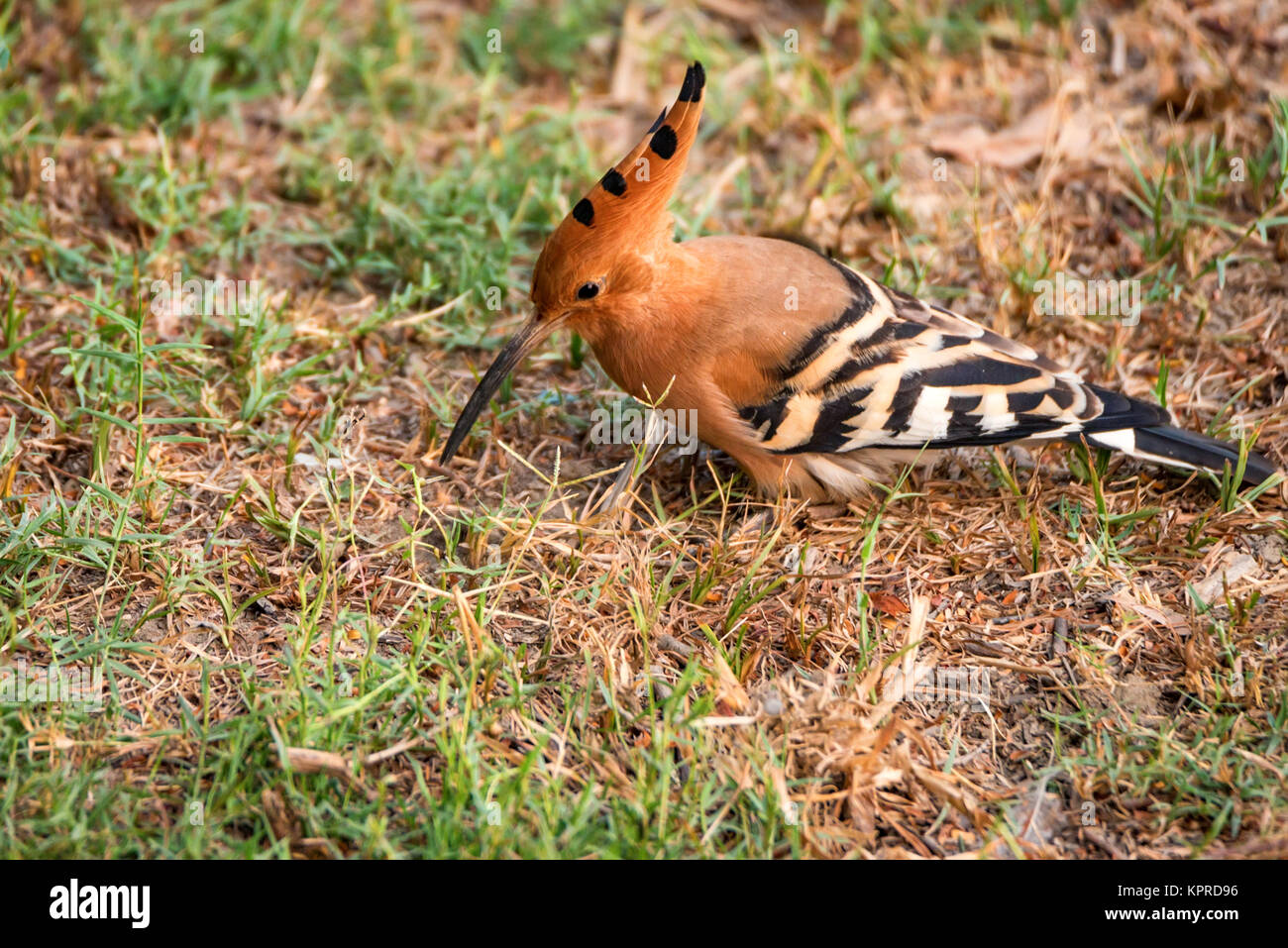 Common hoopoe or Upupa epops in India Stock Photo - Alamy