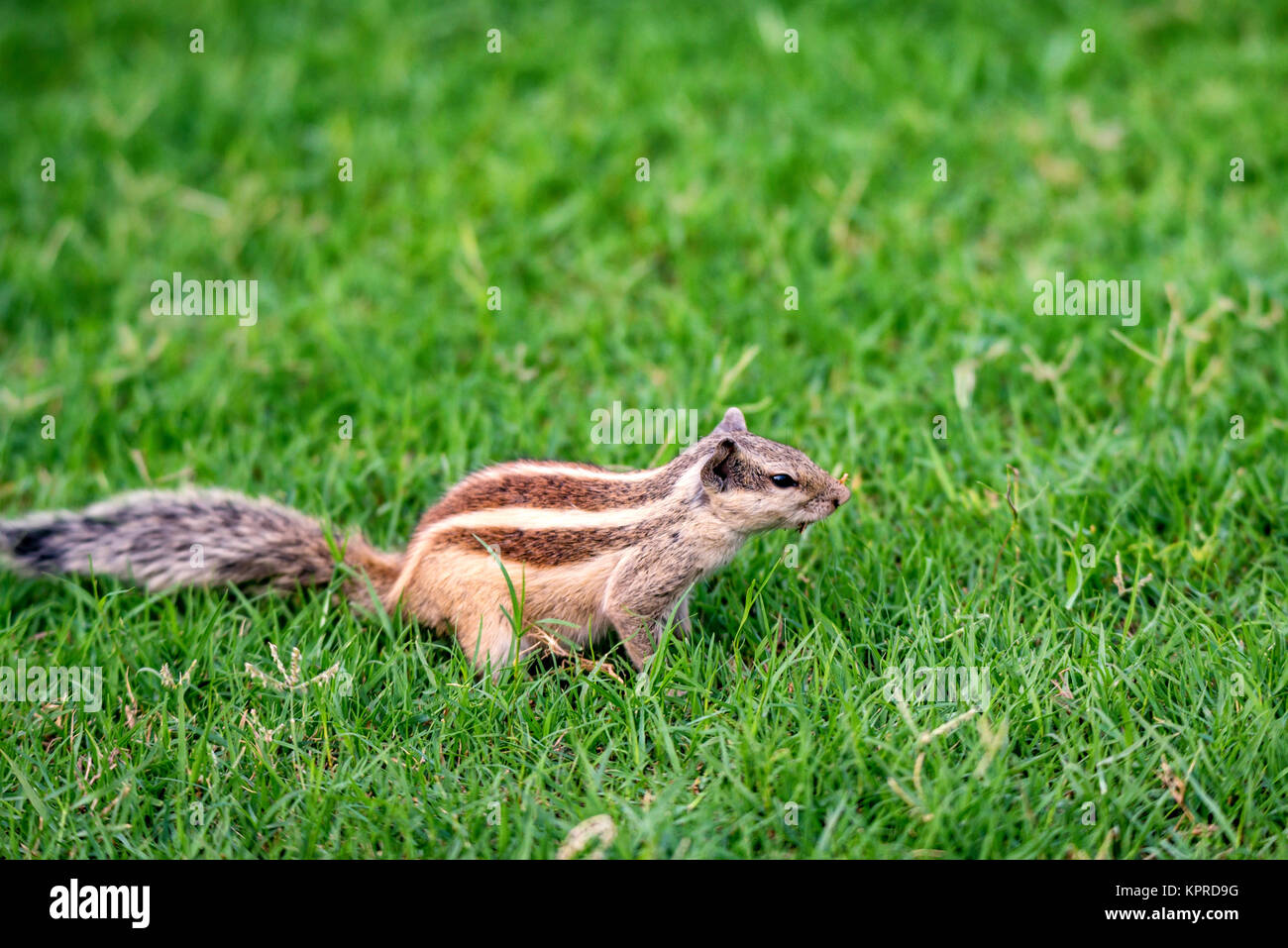 Northern palm squirrel or Funambulus pennantii Stock Photo - Alamy