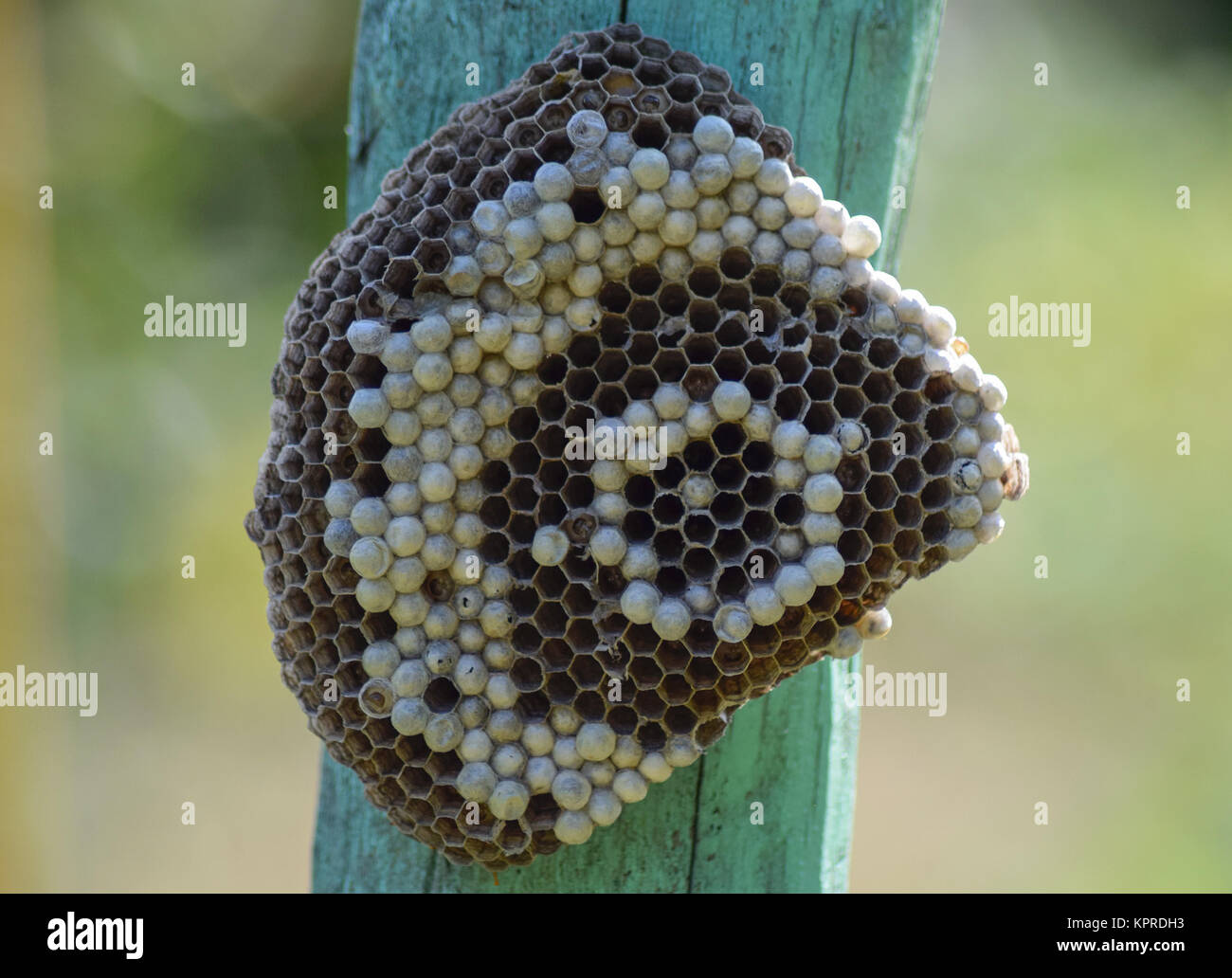 Wasp pupa hi-res stock photography and images - Alamy