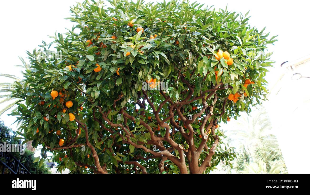 Orange tree in winter, Monaco Stock Photo - Alamy