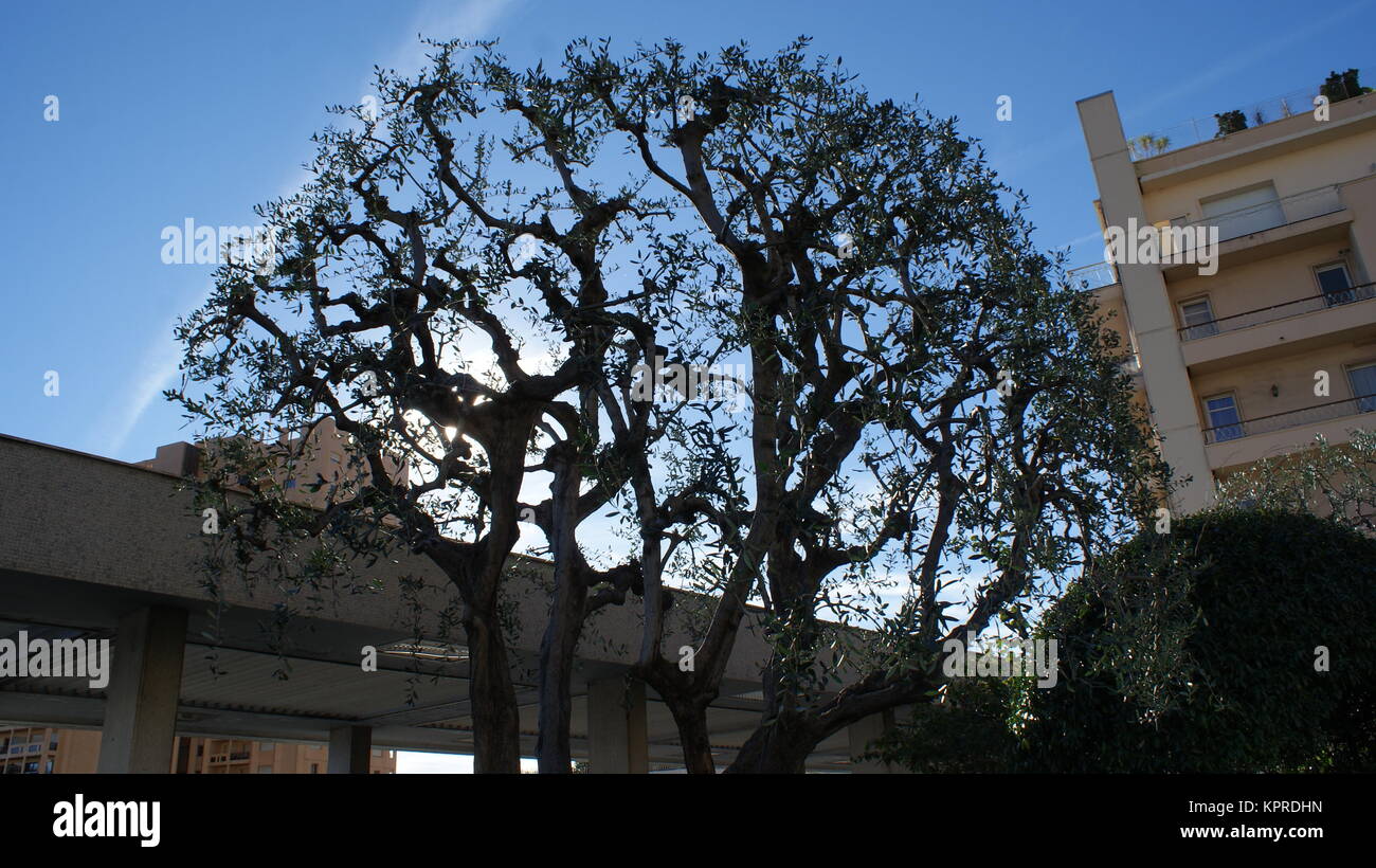 A tree and a house in Monaco Stock Photo - Alamy
