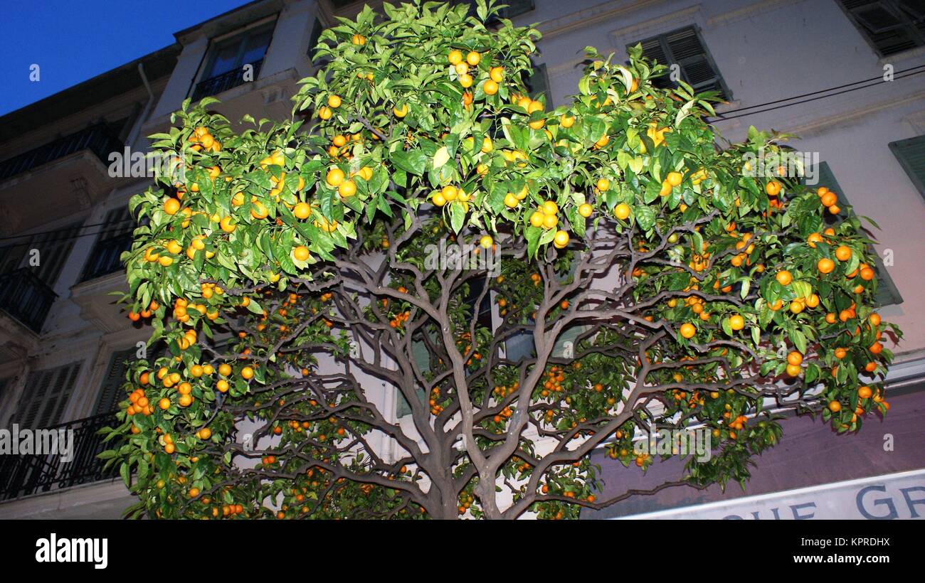 Orange tree in winter, Monaco Stock Photo - Alamy