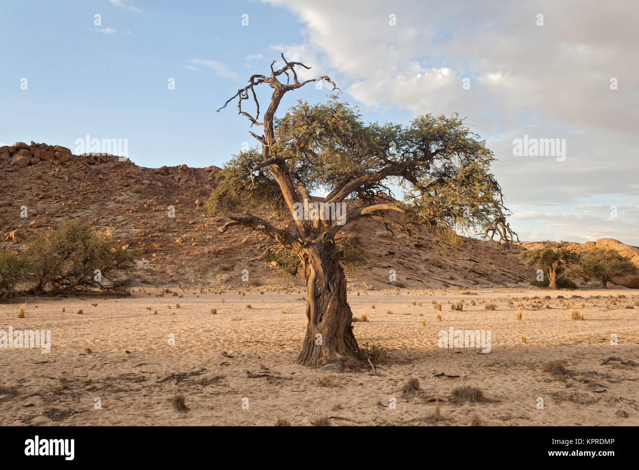 tree in a dry riverbed near the Swakop River, Namibia Stock Photo - Alamy