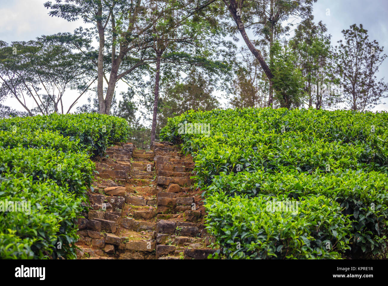 Tea plantation landscape in Sri Lanka Stock Photo - Alamy
