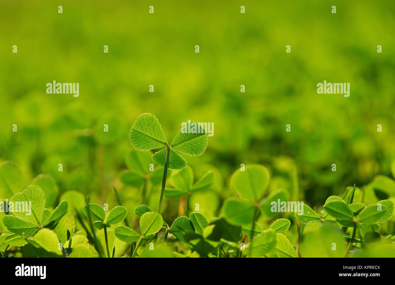 Spring clover leaves in green grass Stock Photo - Alamy