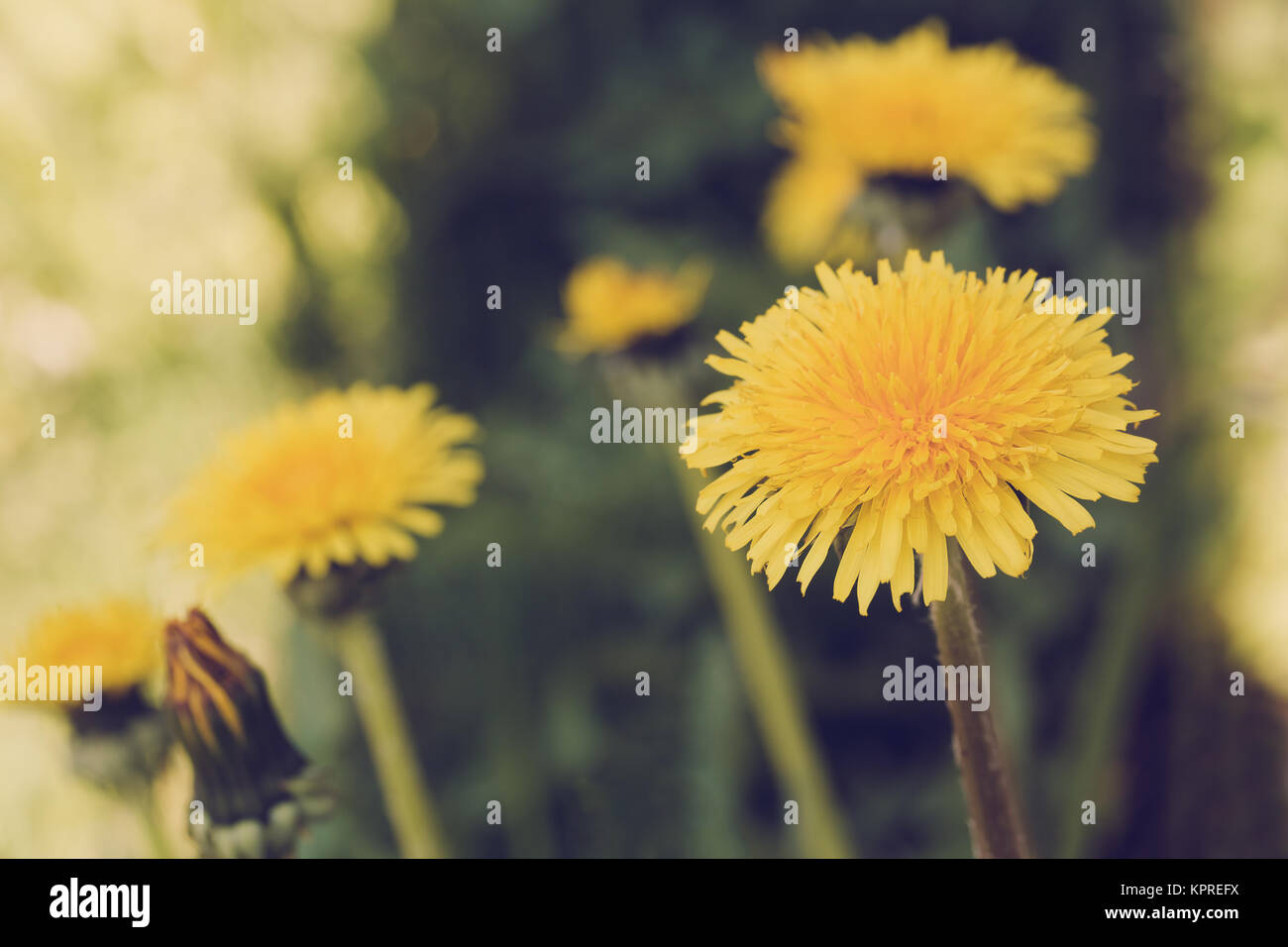 Yellow dandelion retro color Stock Photo - Alamy