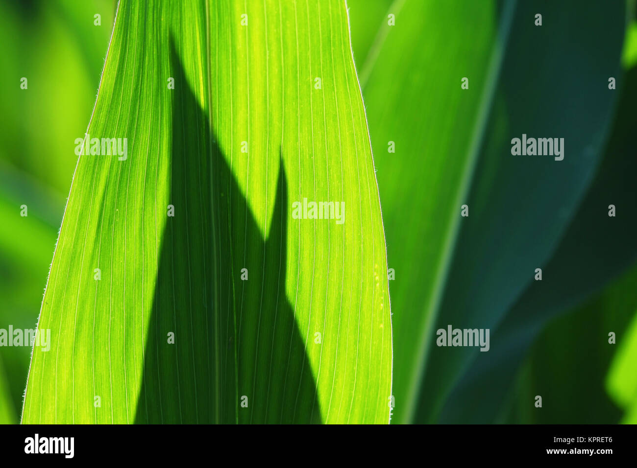 Corn field detail hi-res stock photography and images - Alamy
