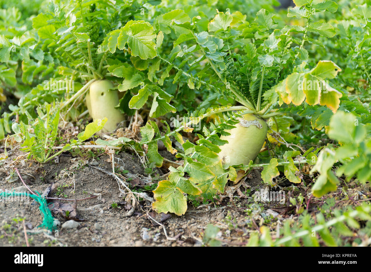 Green Radish field Stock Photo - Alamy
