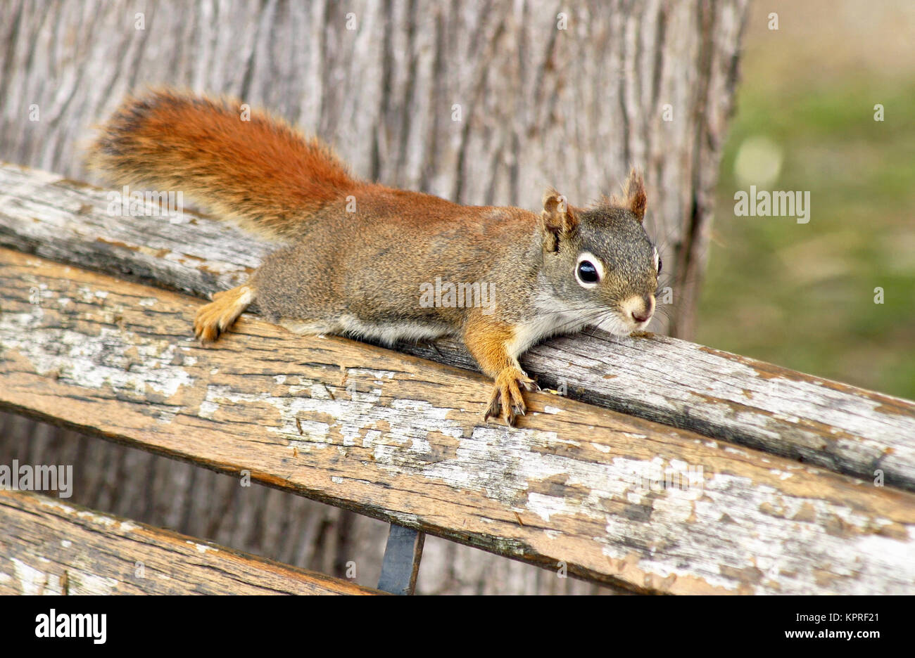 Squirrel Bench High Resolution Stock Photography and Images - Alamy