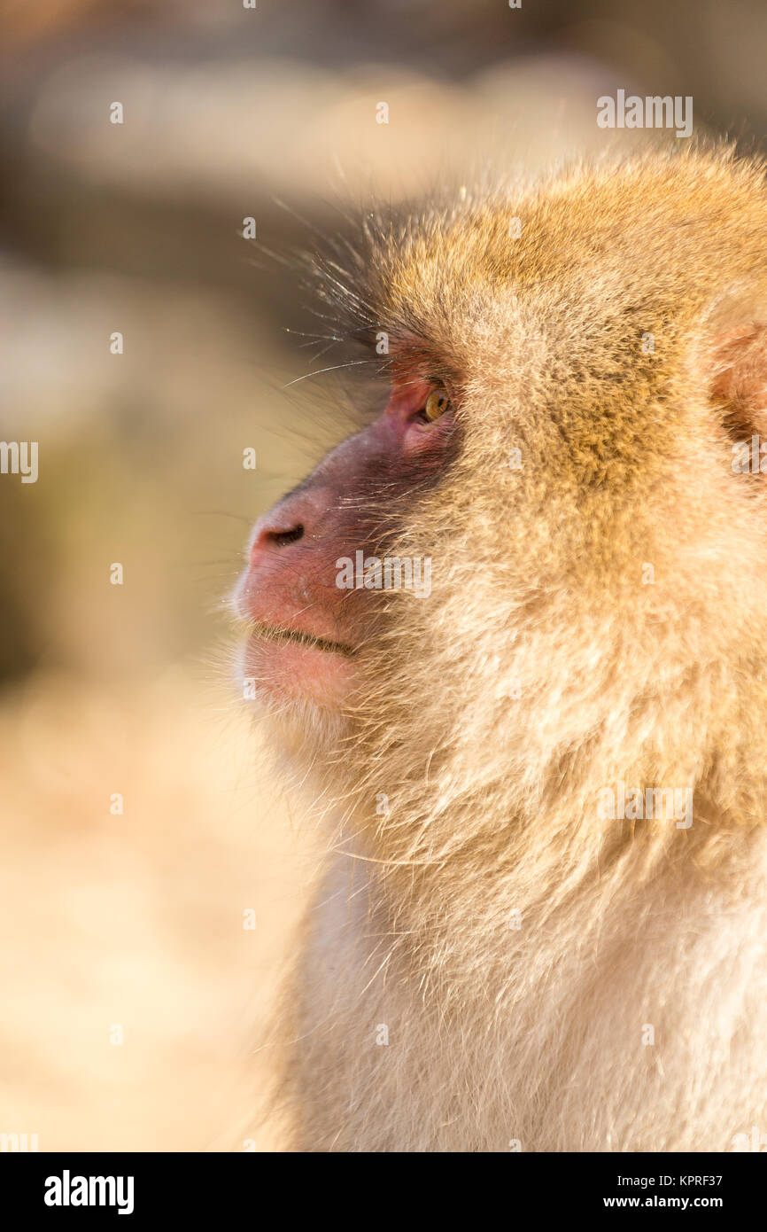 Side profile of monkey Stock Photo - Alamy