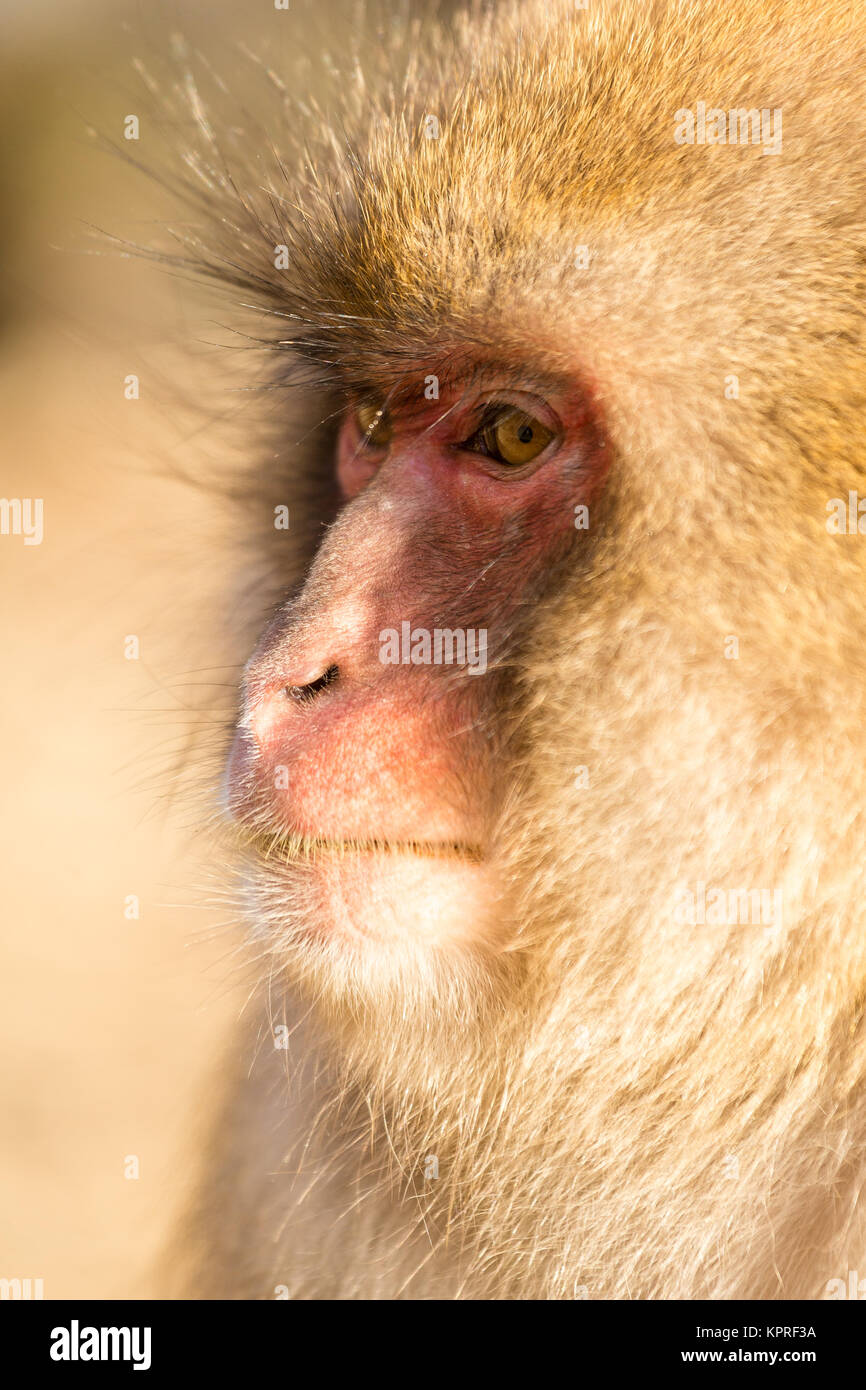 Side profile of snow monkey Stock Photo - Alamy