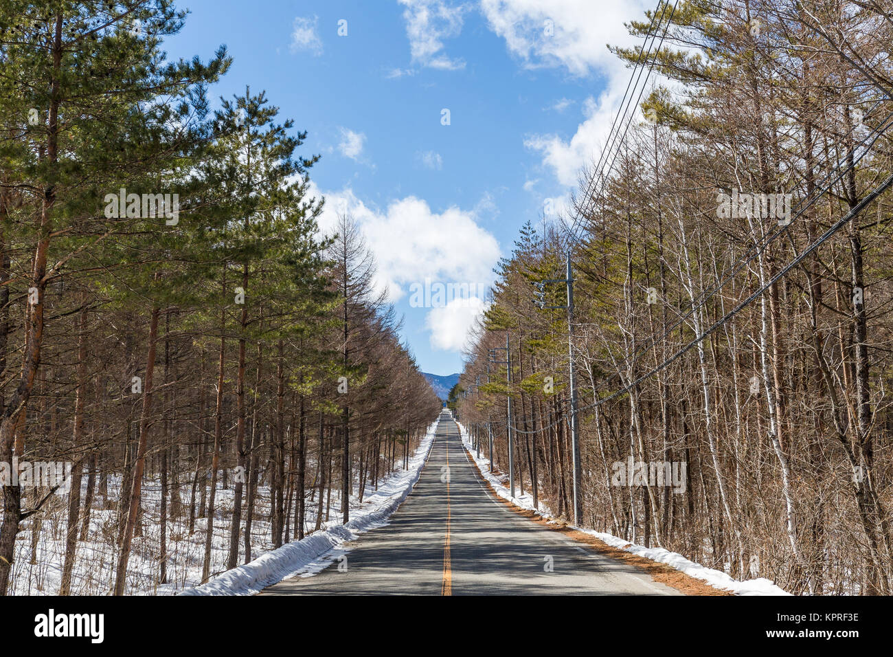 Winter road and trees covered with snow Stock Photo - Alamy