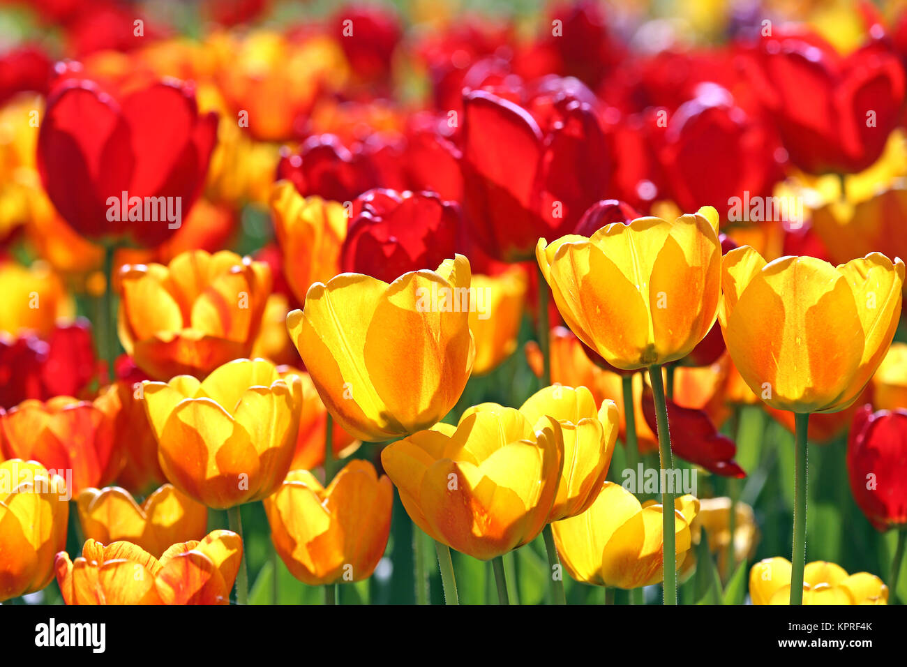 bright tulips in yellow and red Stock Photo - Alamy