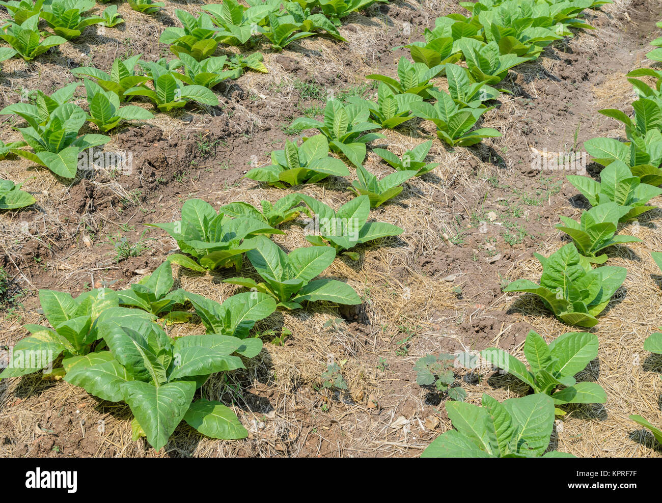 Tobbaco hi-res stock photography and images - Alamy