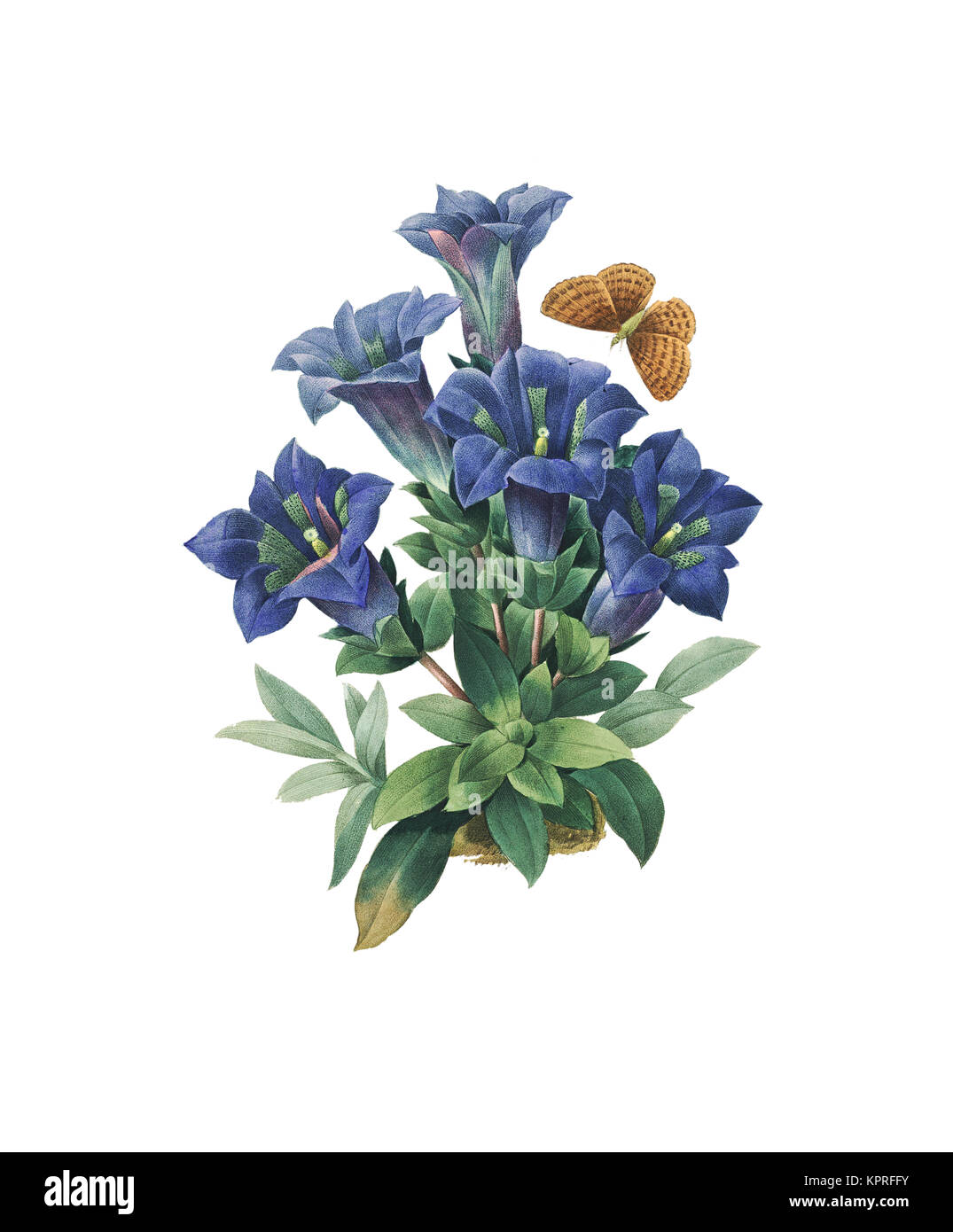 19th-century illustration of gentiana flowers. Engraving by Pierre ...