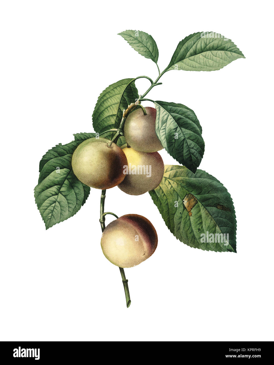 19th-century botanical illustration of greengage plums. Engraving by ...