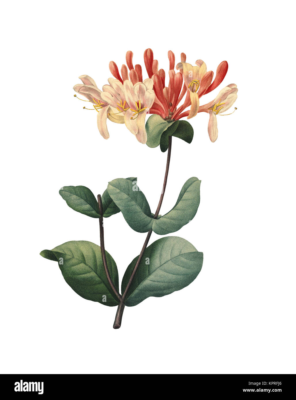 Honeysuckle Drawing Color