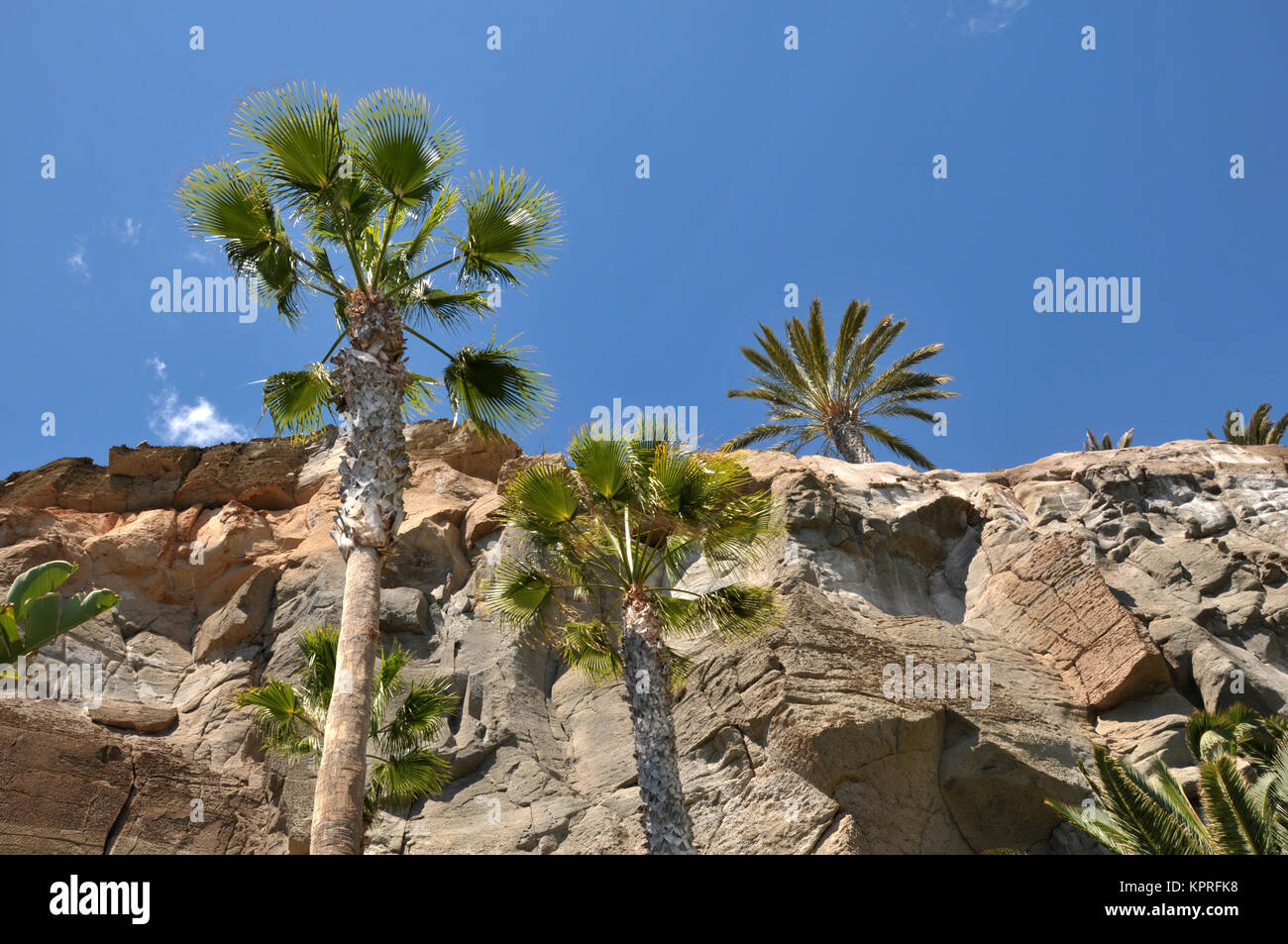 palm trees on the cliffs of gran canaria Stock Photo - Alamy