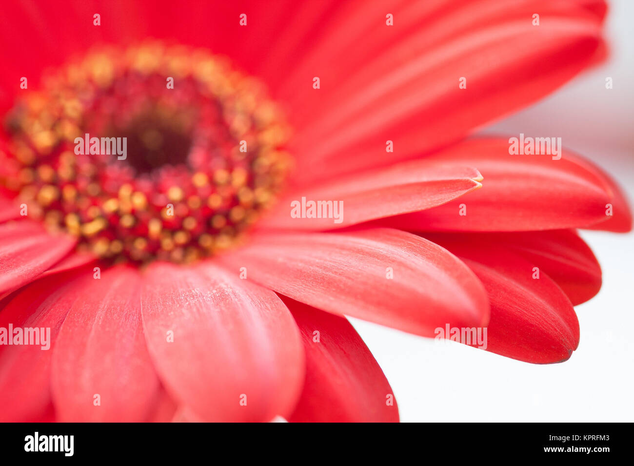 detail of a red gerbera flower in light back Stock Photo - Alamy
