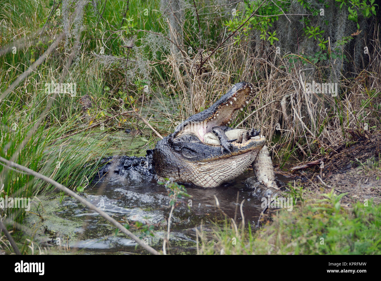 Large Florida Alligator Eating an Alligator Stock Photo - Alamy
