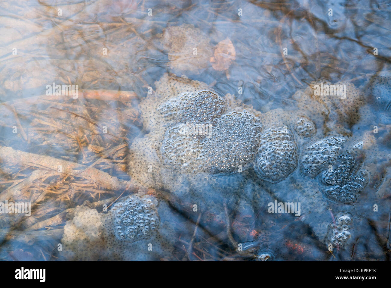 Clusters of frog spawn hi-res stock photography and images - Alamy
