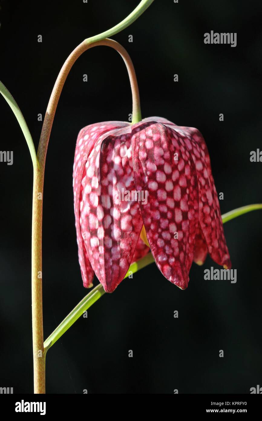 checkerboard flower (fritillaria meleagris Stock Photo - Alamy