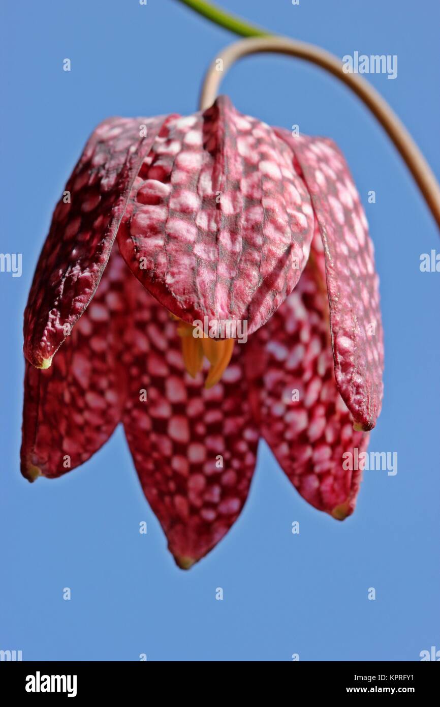 checkerboard flower (fritillaria meleagris) from below Stock Photo - Alamy