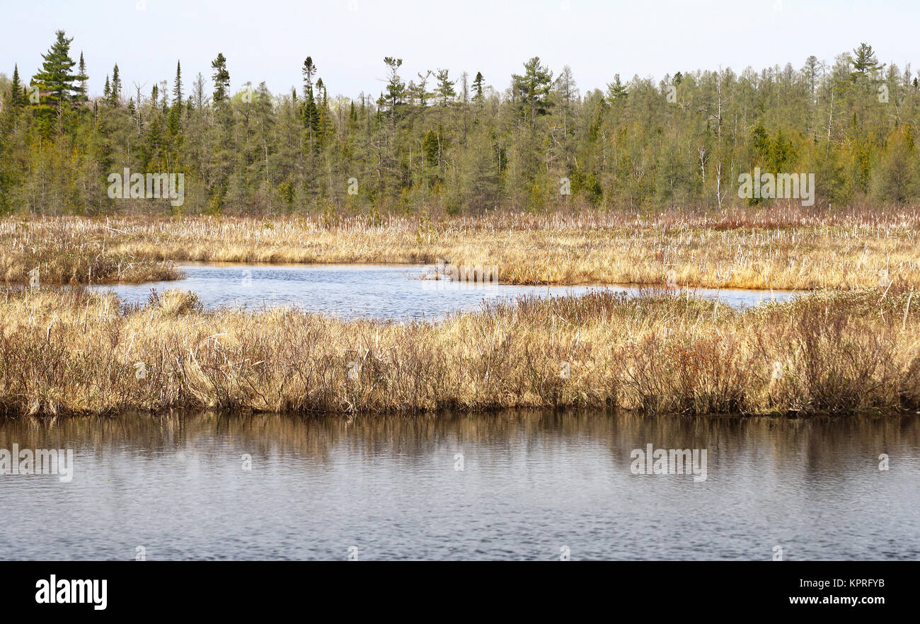 Tall grass in marsh hi-res stock photography and images - Alamy