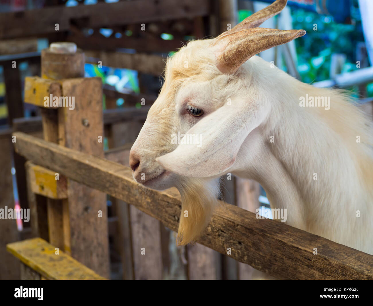 white goat in farm Stock Photo - Alamy