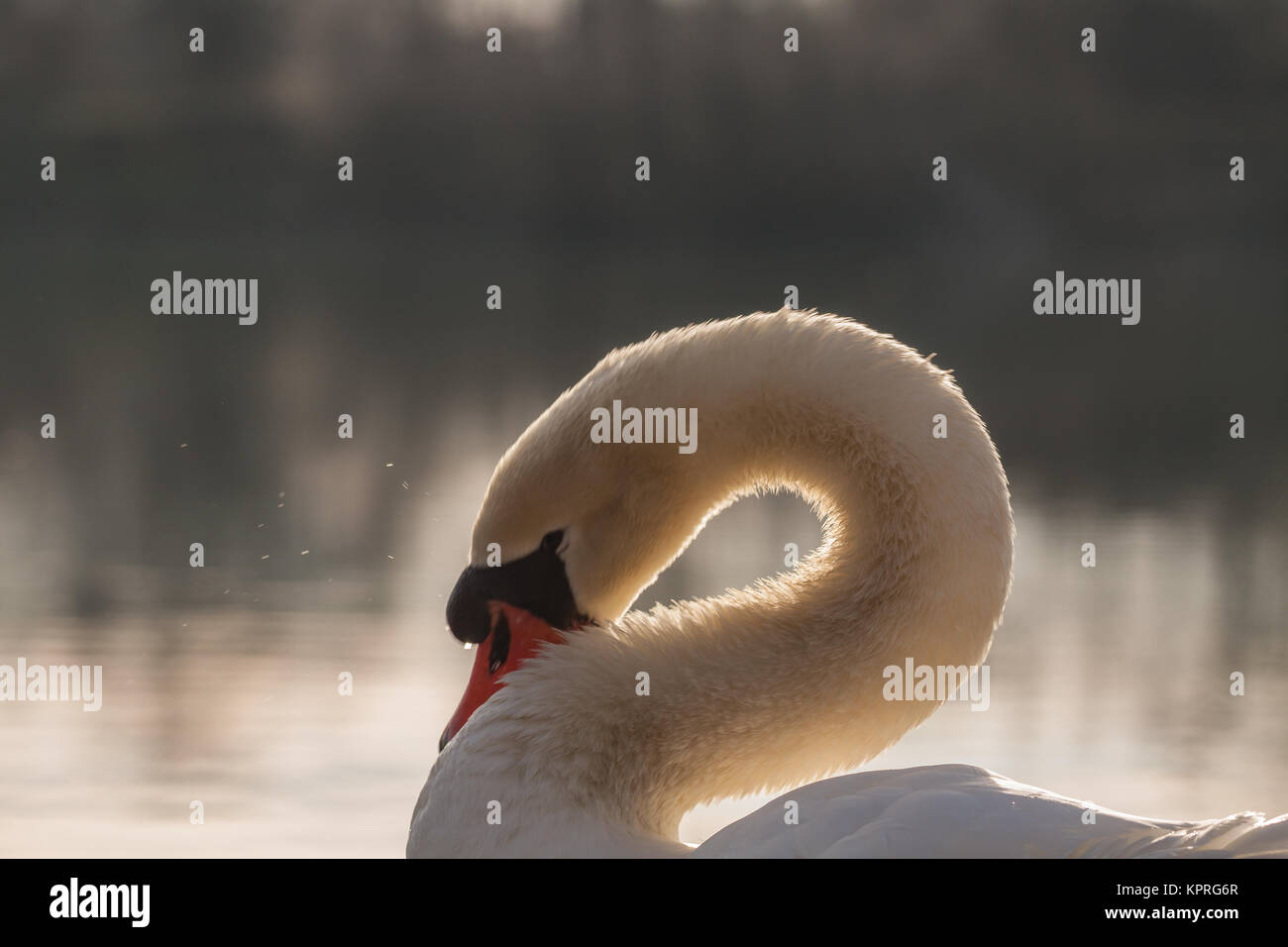 Mute birds hi-res stock photography and images - Alamy