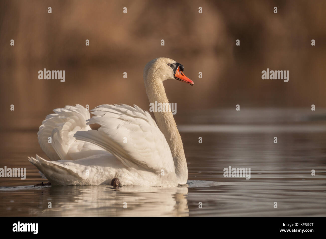 Mute birds hi-res stock photography and images - Alamy
